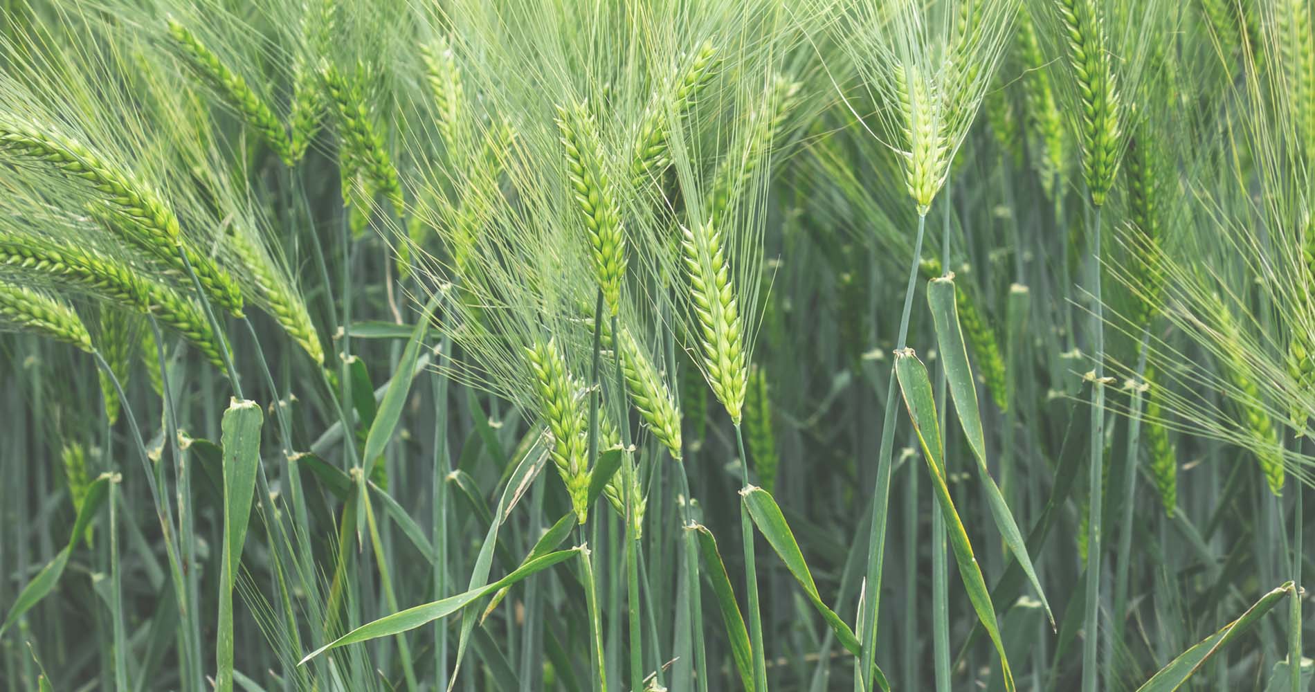 Flora - Sharda CropChem Canada