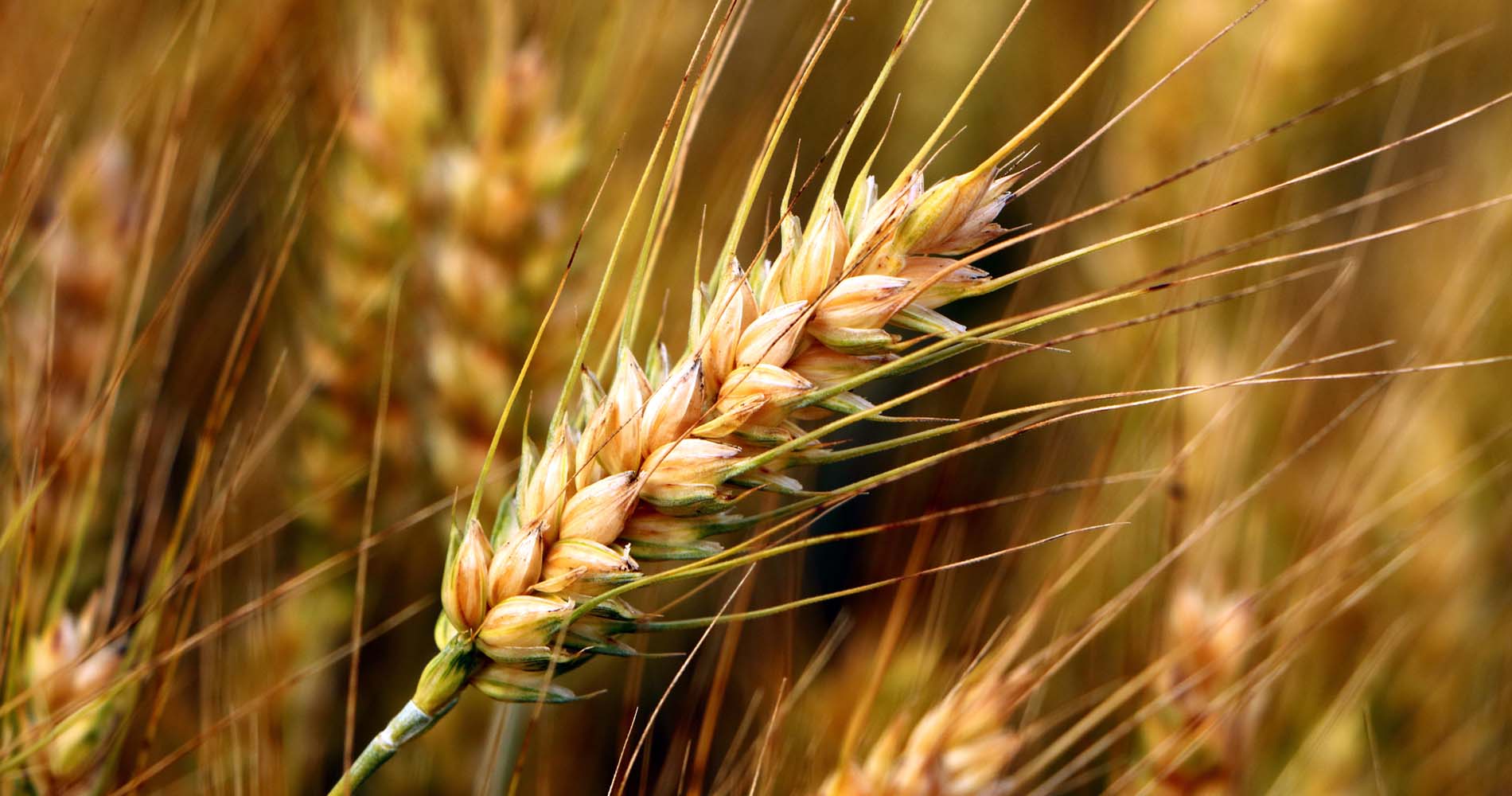 Shalimar - Sharda CropChem Canada