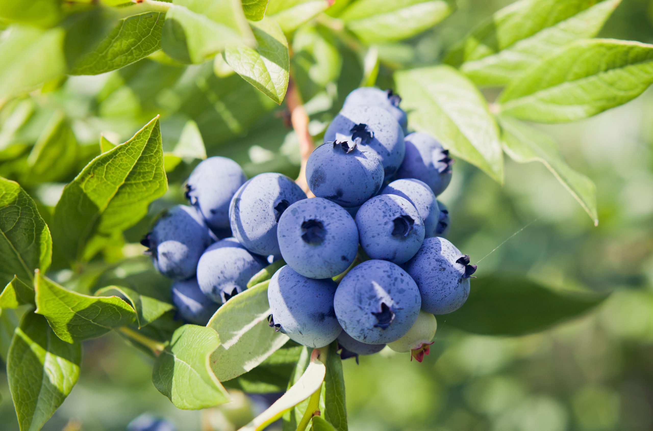 Diamante - Sharda CropChem Canada